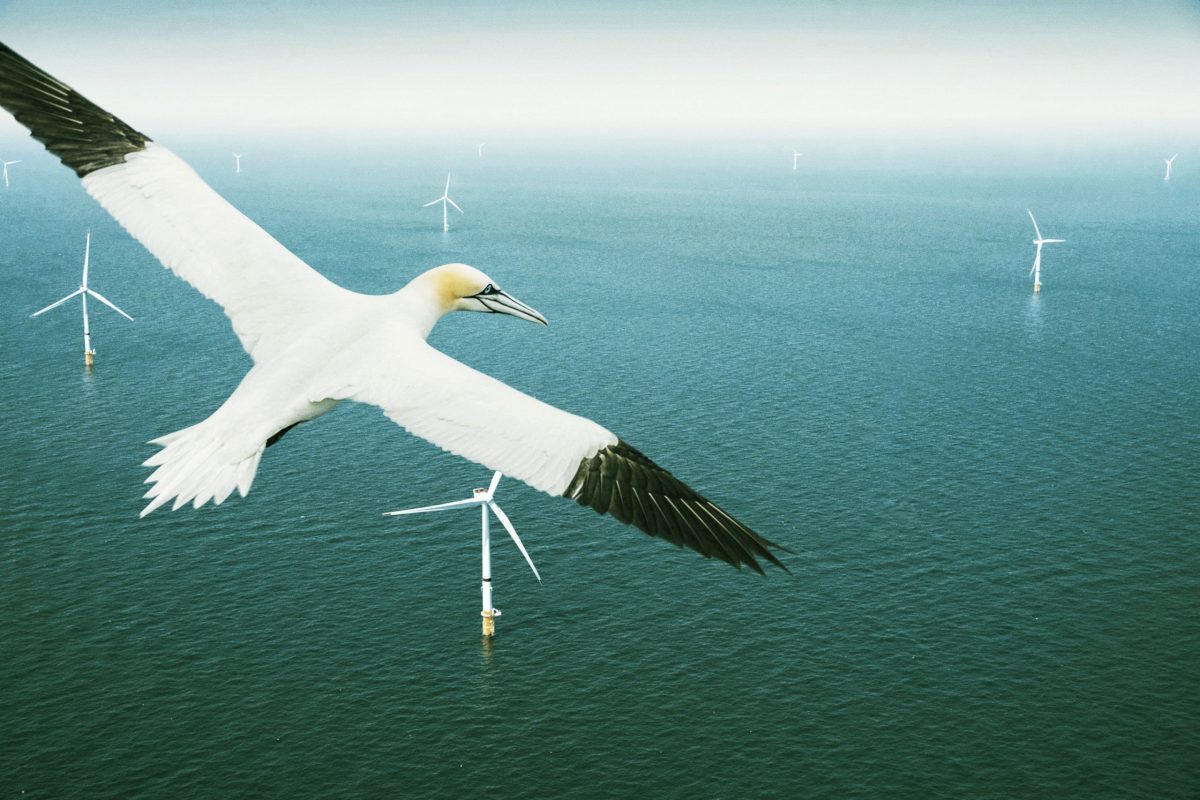 How a floating radar from The Hague prevents birds and bats from ...