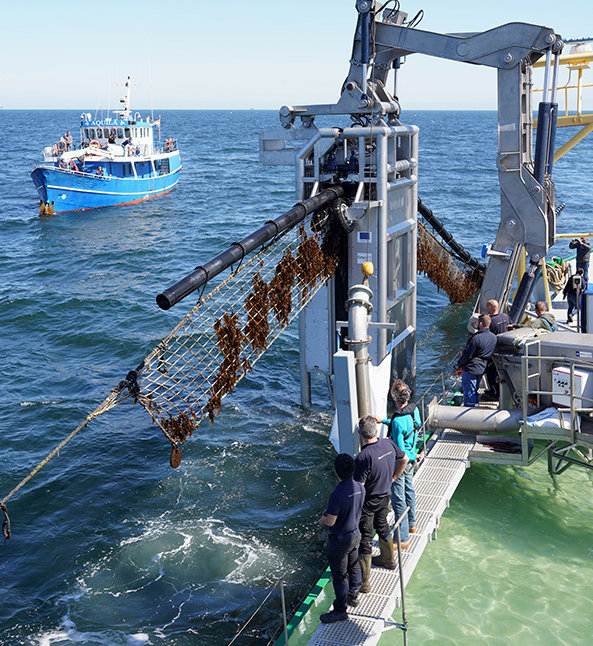 World’s first commercial Seaweed Farm within a wind farm will open this ...